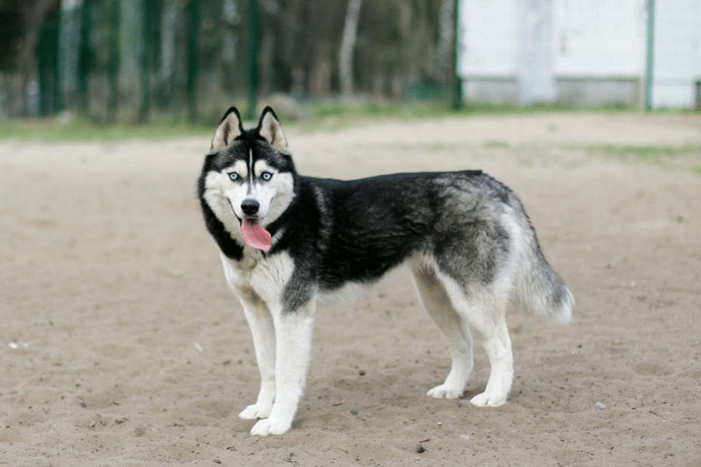 How to Deal with a Stubborn Husky: Positive Reinforcement Strategies ...