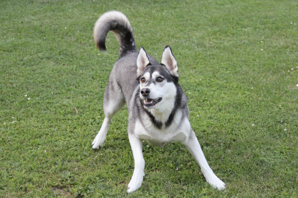 Husky Zoomies Explained: What They Are and How to Handle Them ...