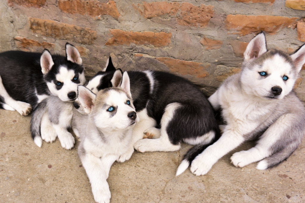 Raising a Husky Puppy: Tips for New Owners – pontosintese.com