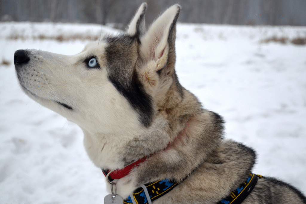 Understanding Husky Body Language: How to Read Their Behavior ...